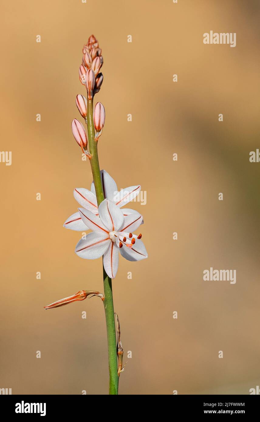 Asphodelus albus - The white gamon is a perennial herbaceous plant ...