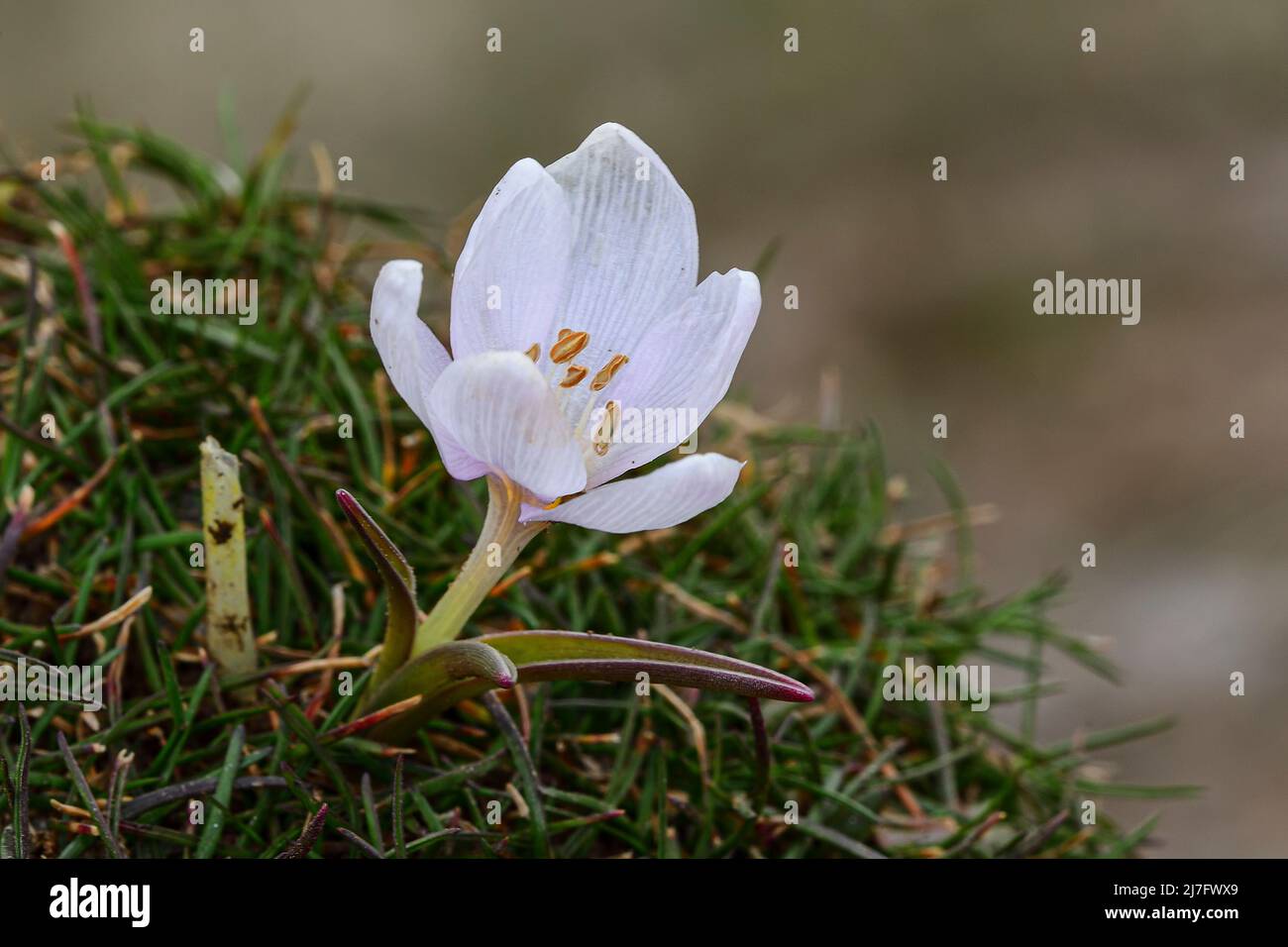 Colchicum triphyllum - is a species of flowering plant, bulbous ...
