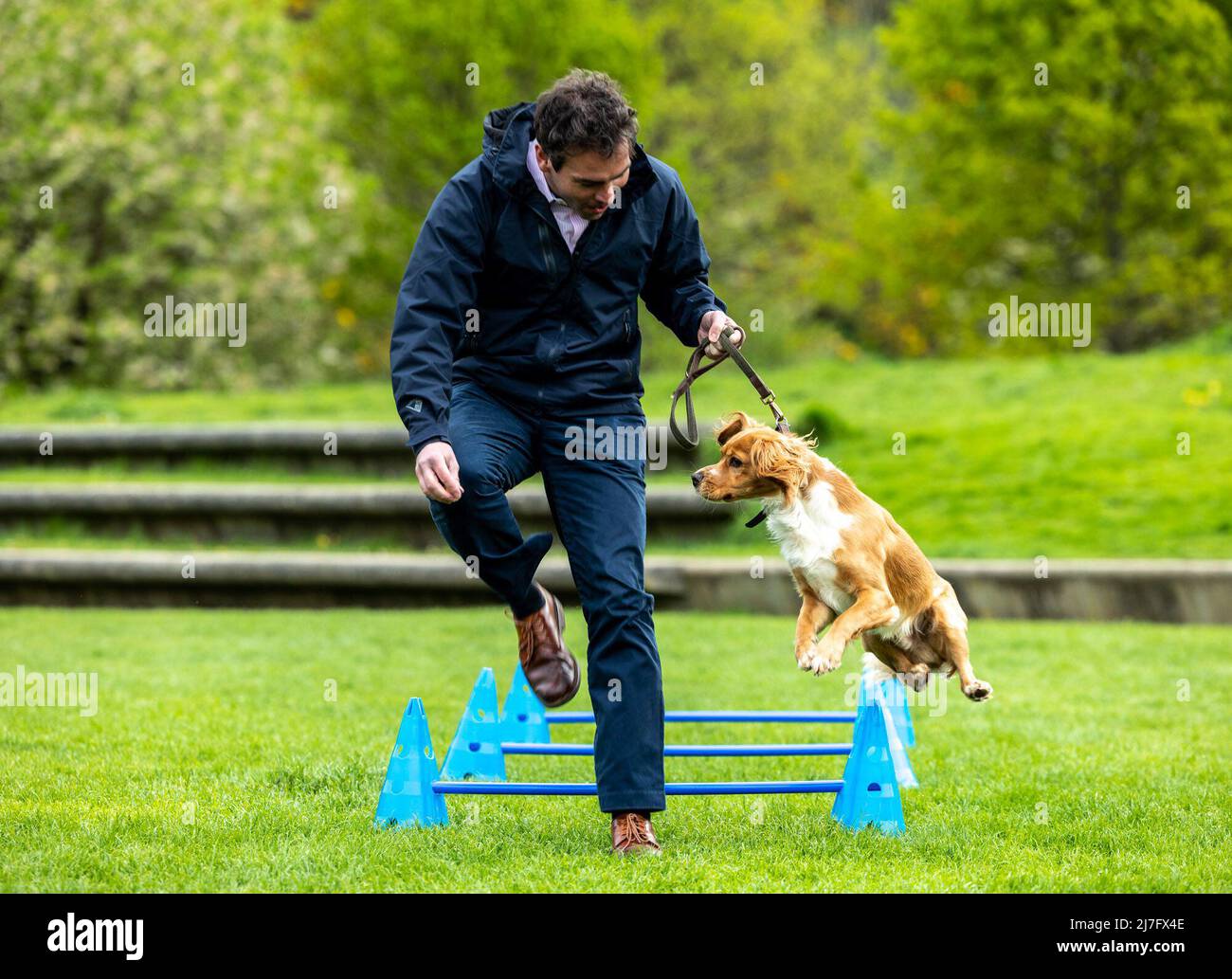 Maurice golden dog hi-res stock photography and images - Alamy