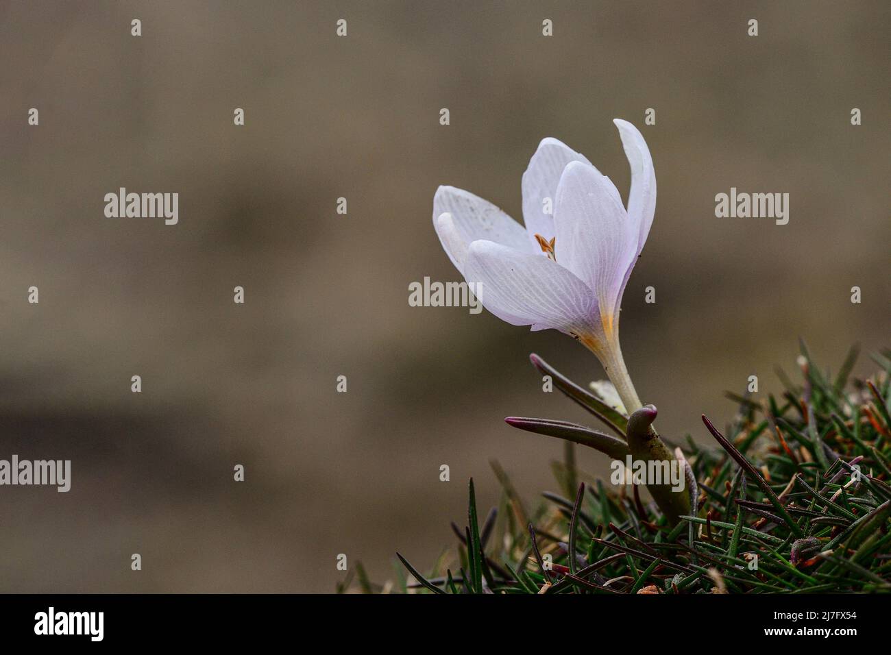 Colchicum triphyllum - is a species of flowering plant, bulbous ...