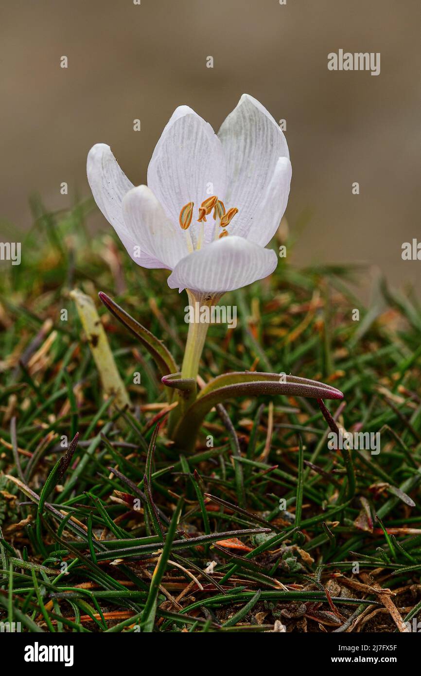 Colchicum triphyllum - is a species of flowering plant, bulbous ...