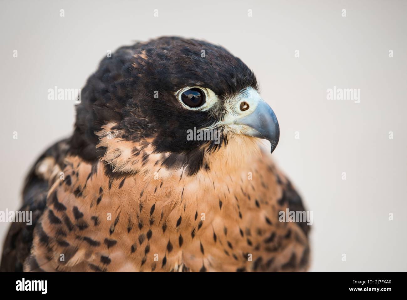Doha,Qatar, May 01,2022: Arabian falcons are used for hunting but also ...