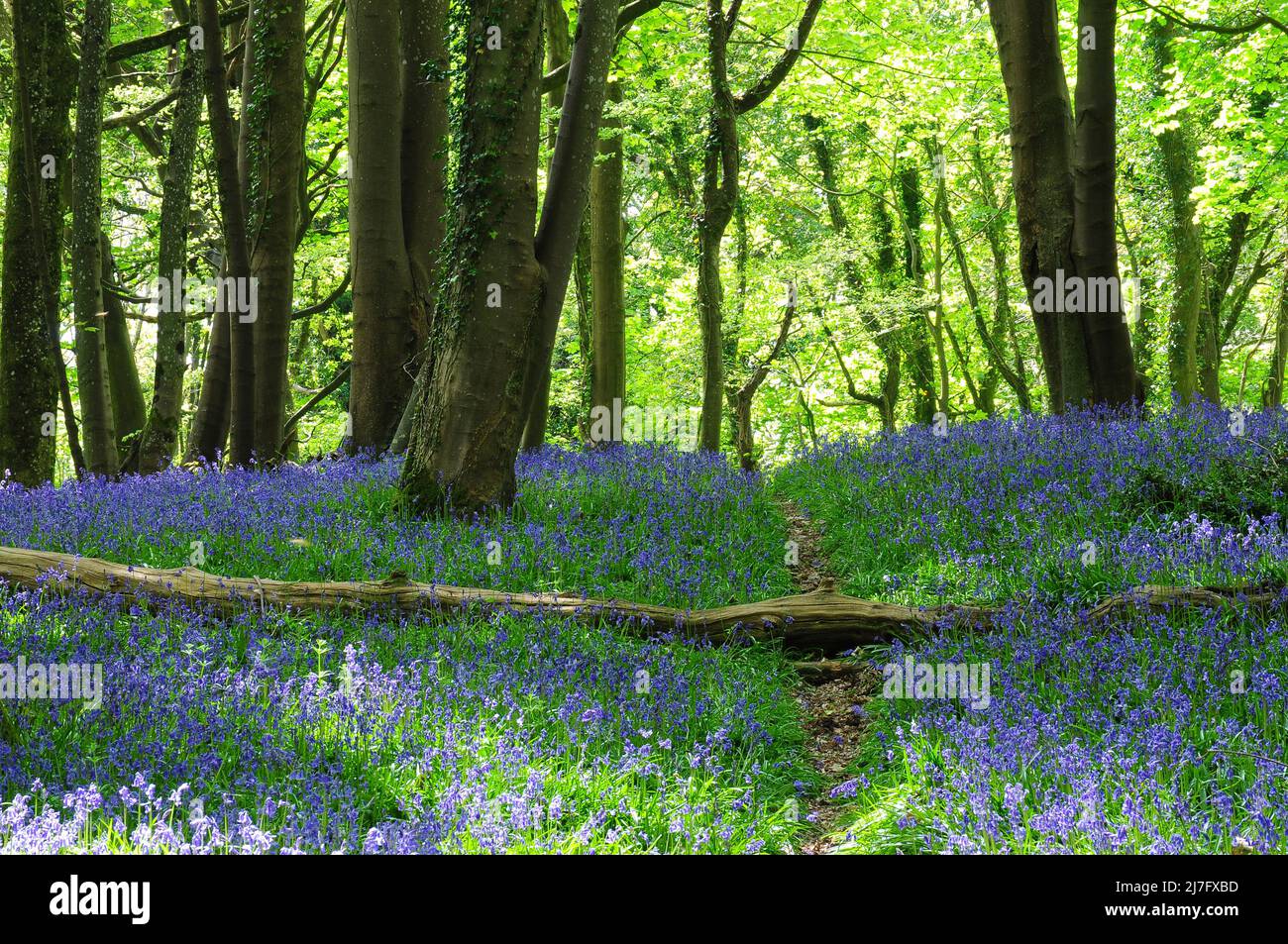 Puddletown forest hi-res stock photography and images - Alamy