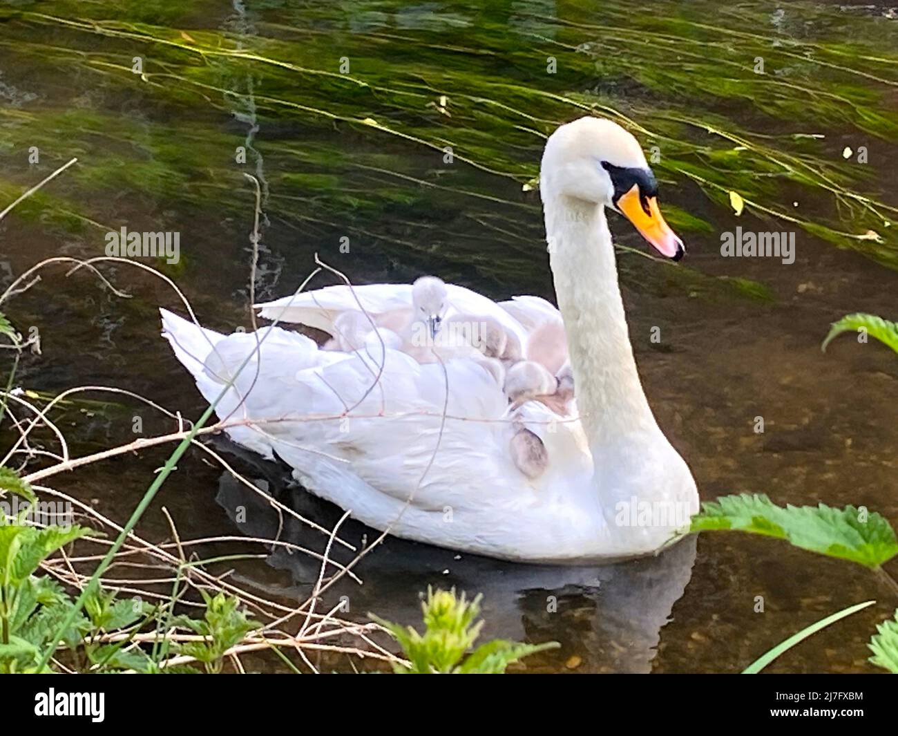 Sig nits hi-res stock photography and images - Alamy