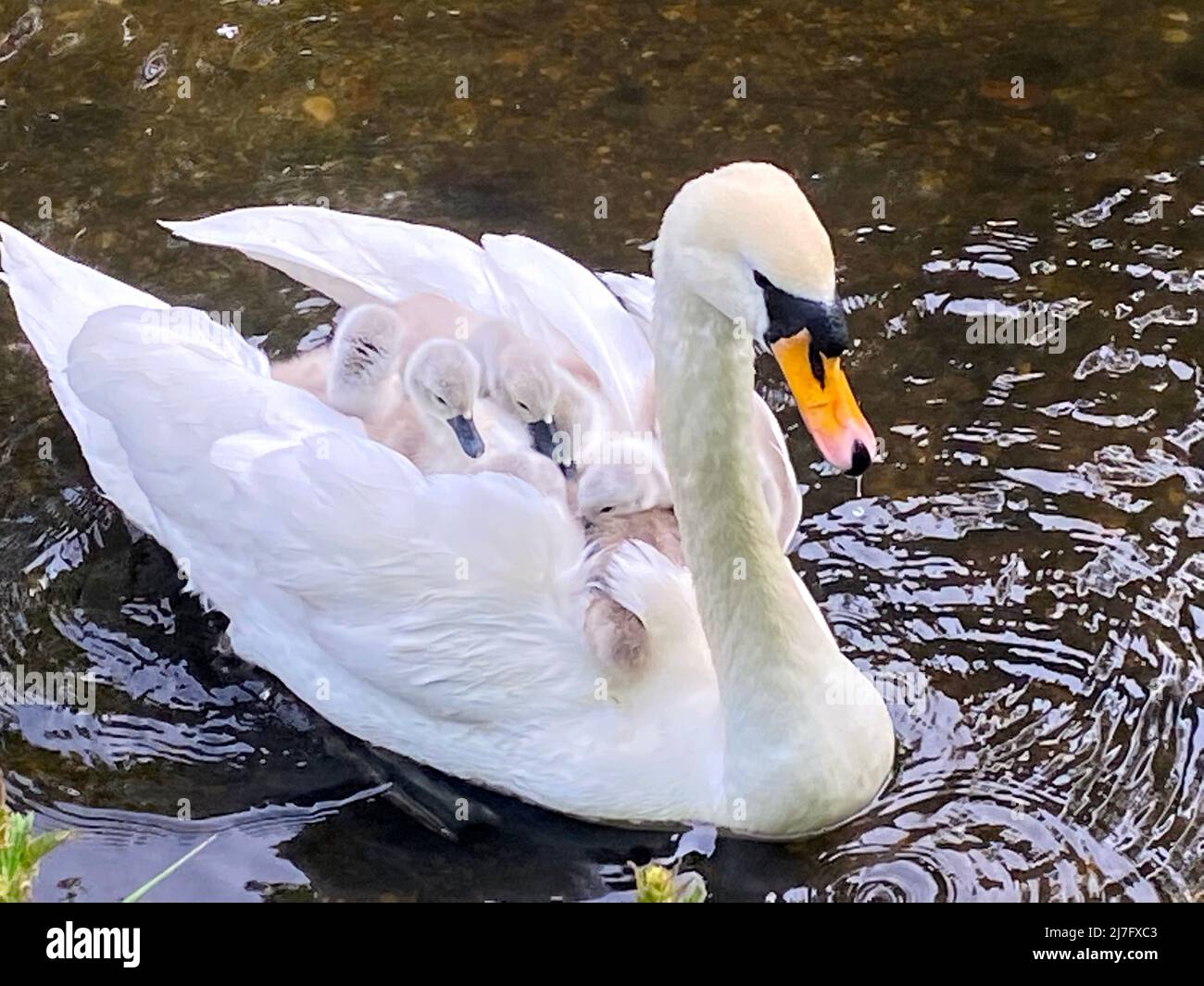 Sig nits hi-res stock photography and images - Alamy