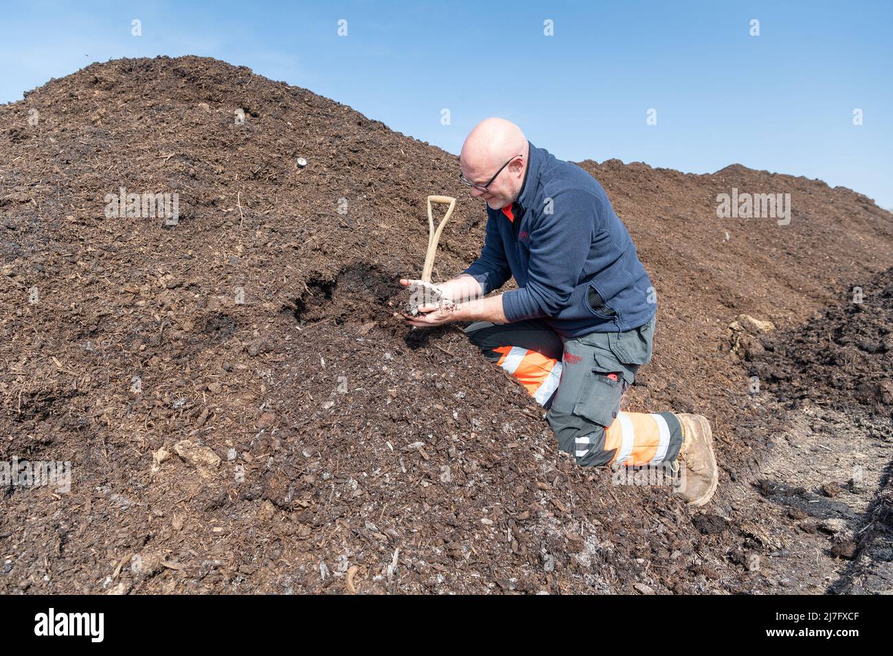 Farmer inspecting a pile of farm yard manure which has been composted ...