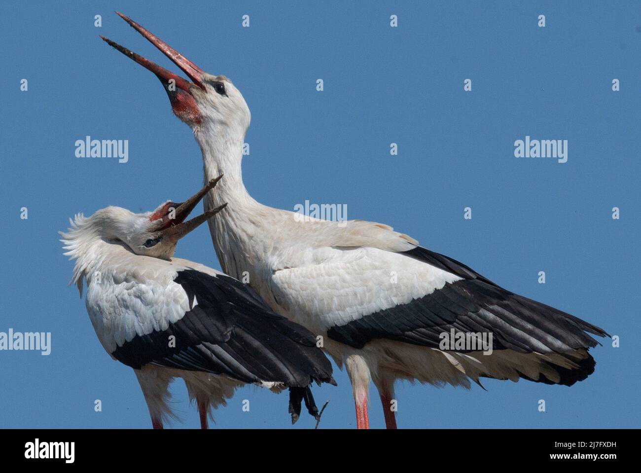 Biebesheim, Germany. 09th May, 2022. White storks sitting on their nest ...