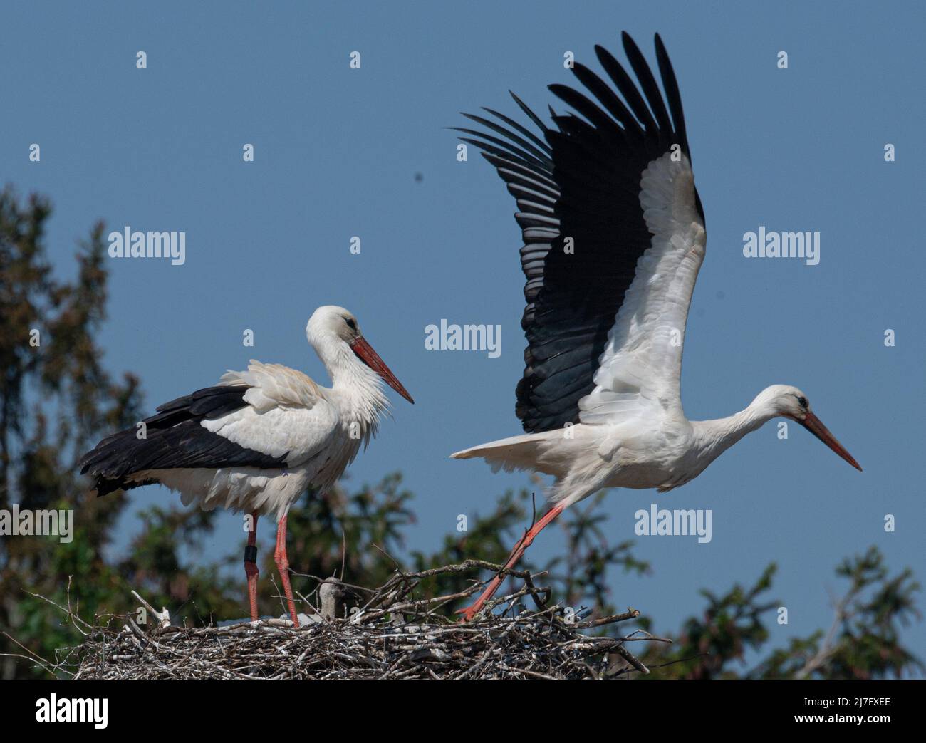 Biebesheim, Germany. 09th May, 2022. White storks sitting on their nest ...
