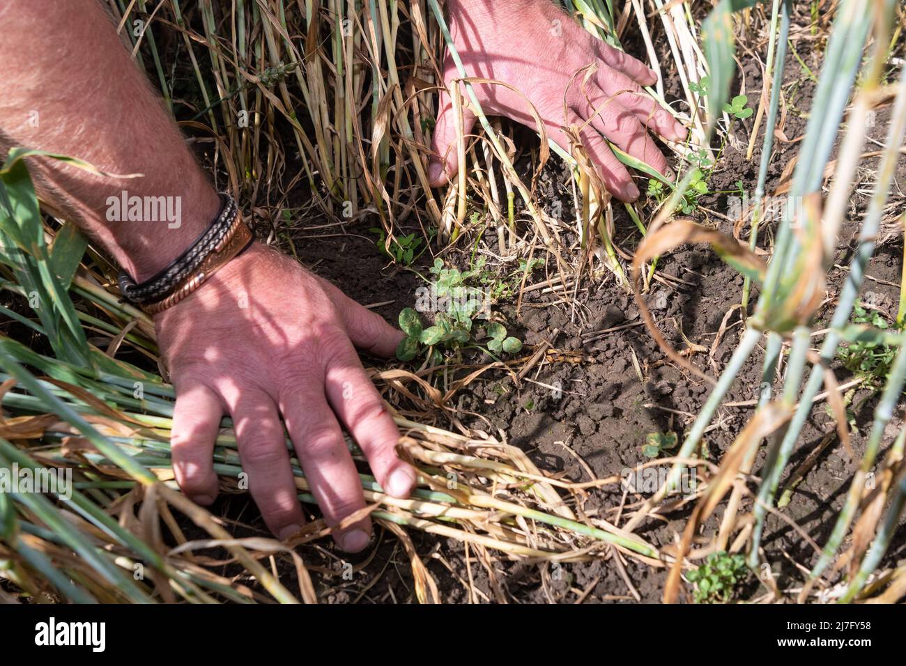 Wheat soil hi-res stock photography and images - Alamy