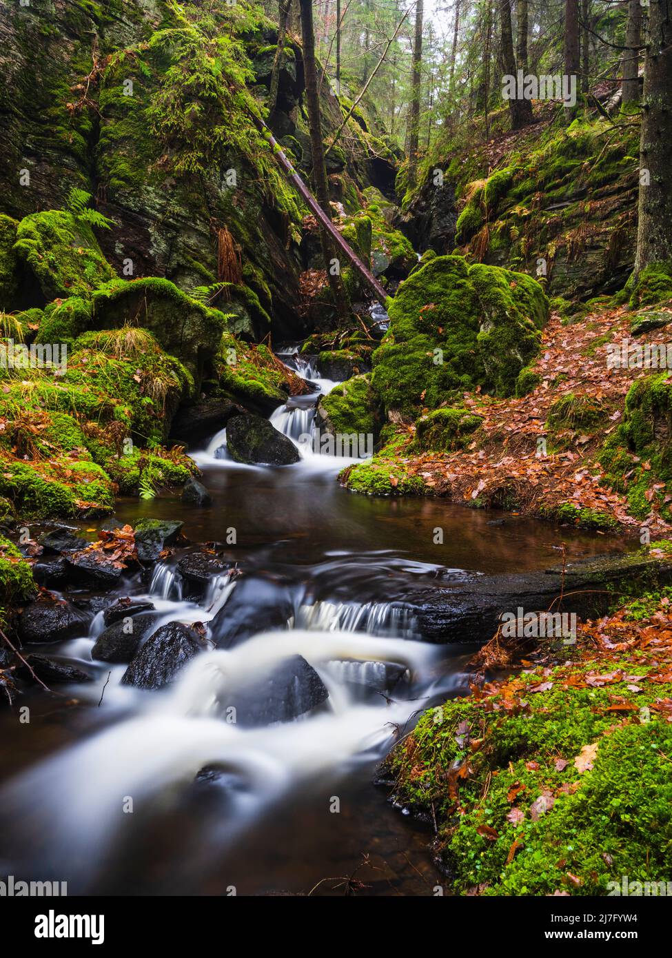 Green mossy forest hi-res stock photography and images - Alamy