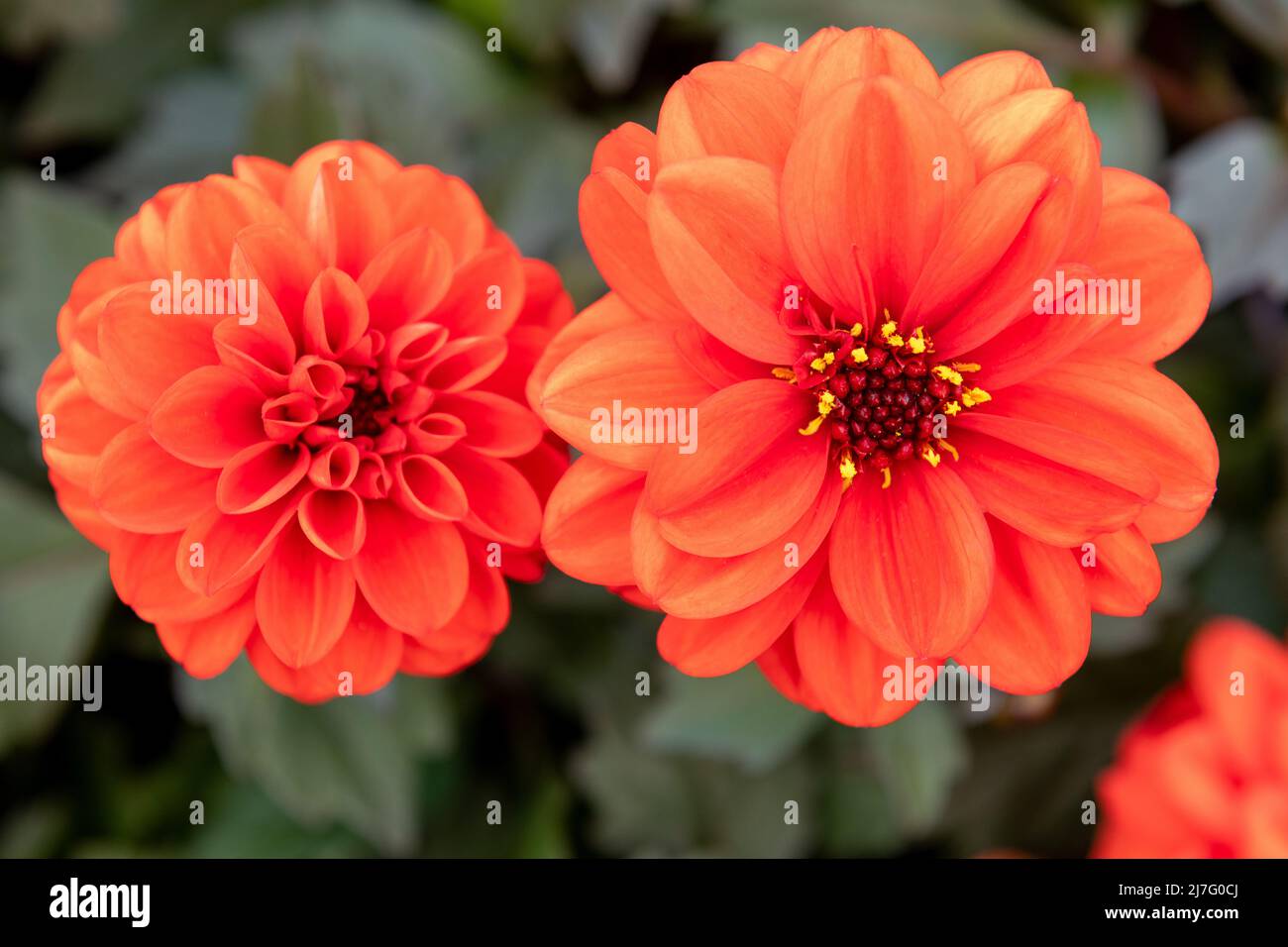 Beautiful large flower heads hi-res stock photography and images - Alamy