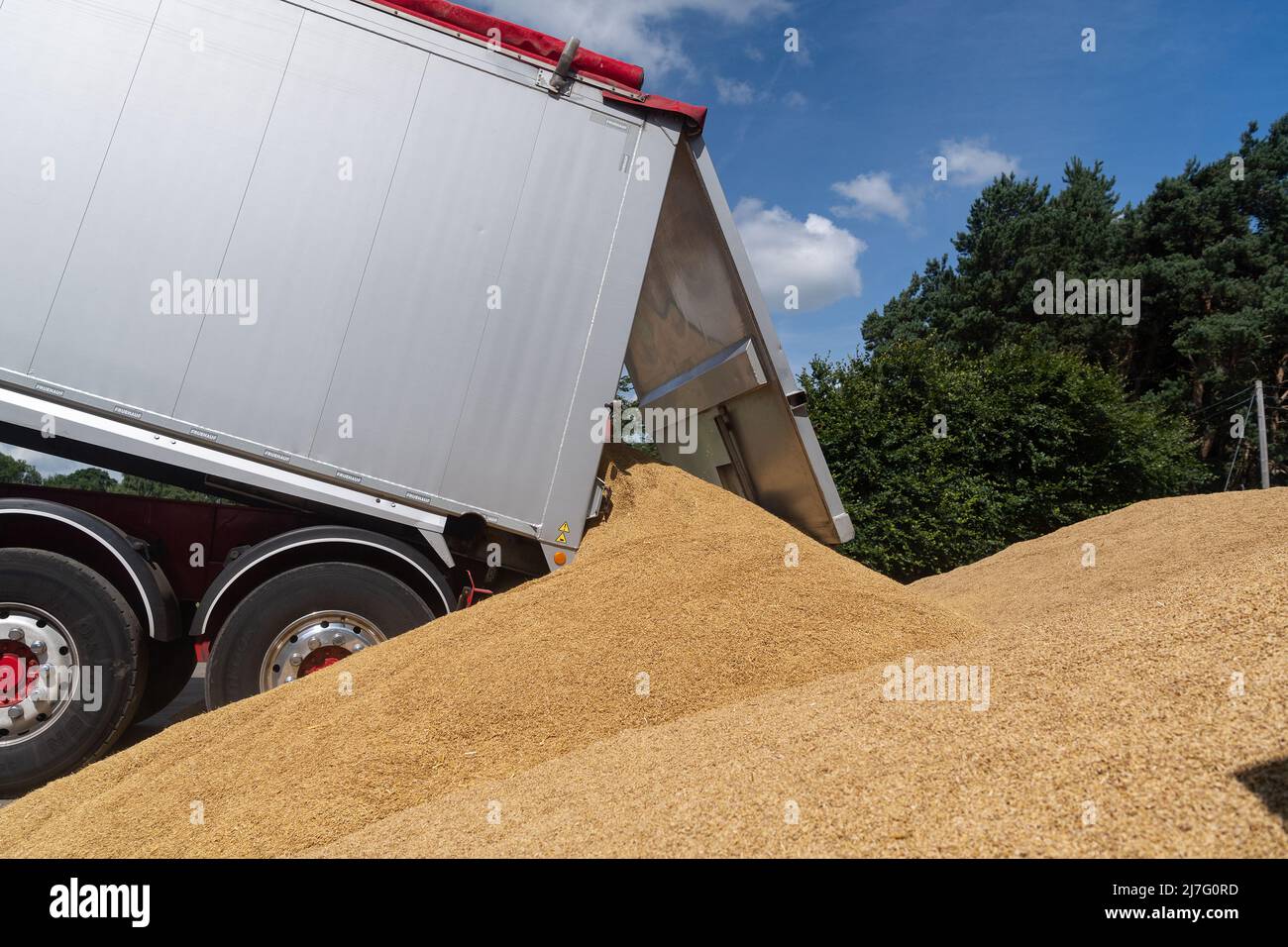 Unloading a load of wheat from an articulated lorry trailer at a grain ...