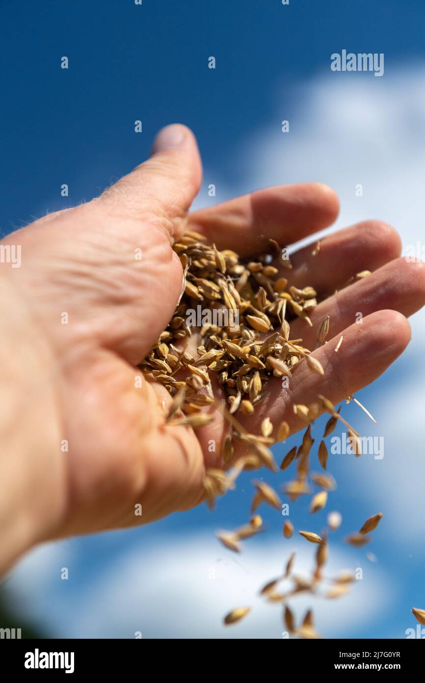 Hand holding freshly harvested grain Stock Photo - Alamy