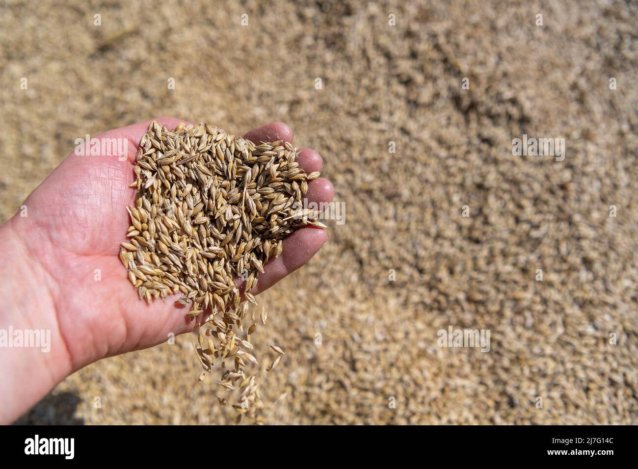Hand holding freshly harvested grain Stock Photo - Alamy