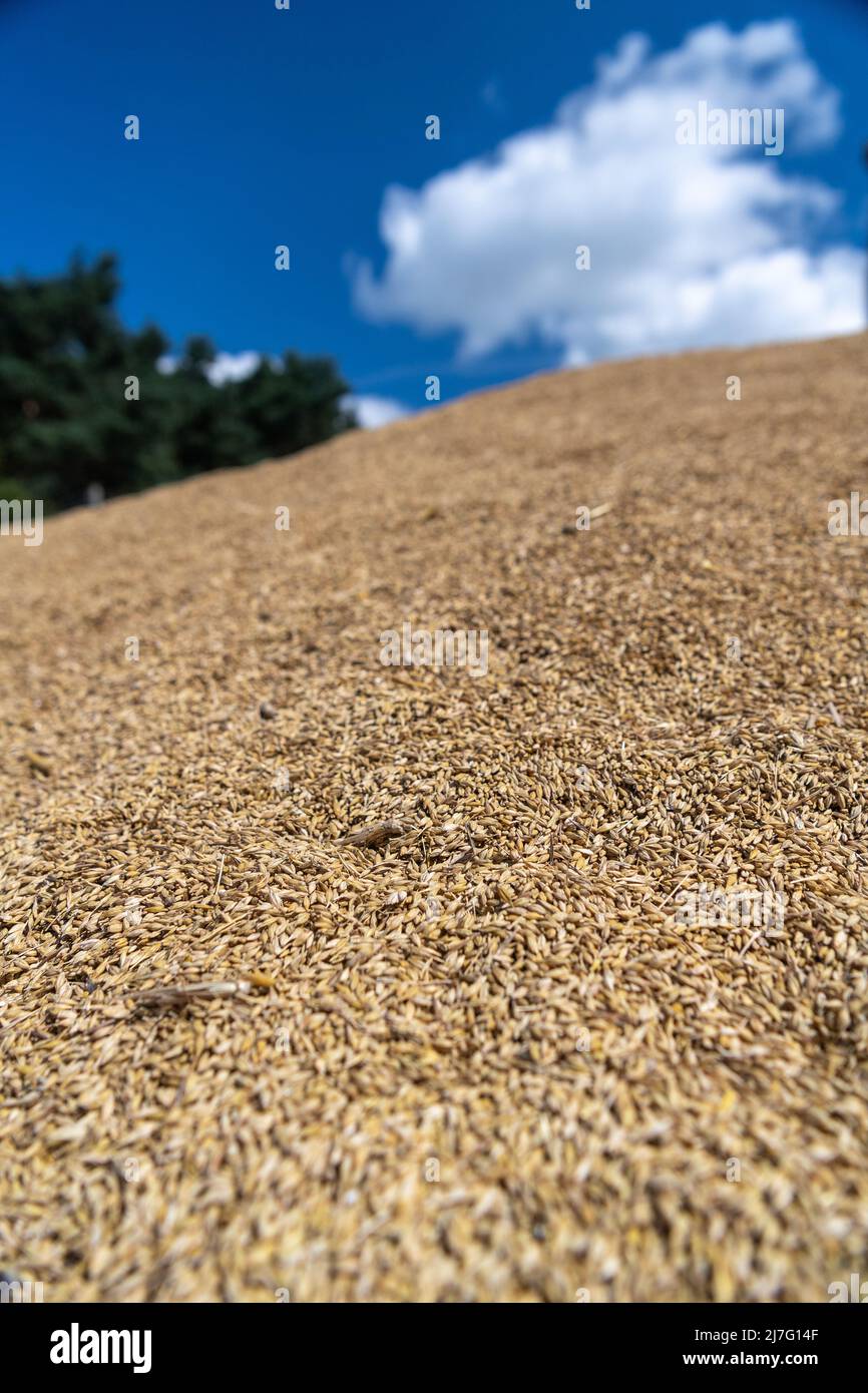 Newly harvested grain dumped in a pile ready for being moved to grain ...