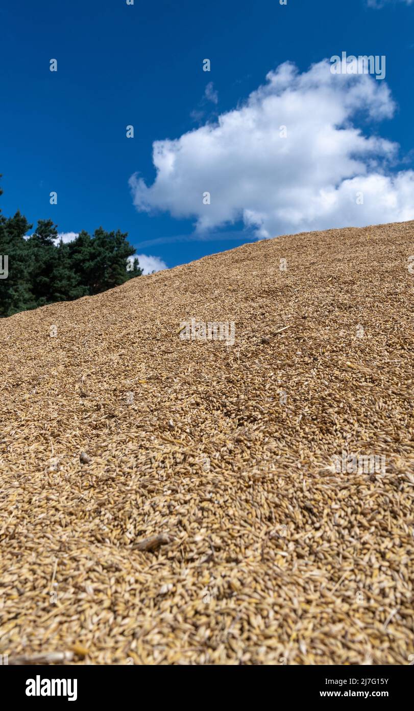 Newly harvested grain dumped in a pile ready for being moved to grain ...