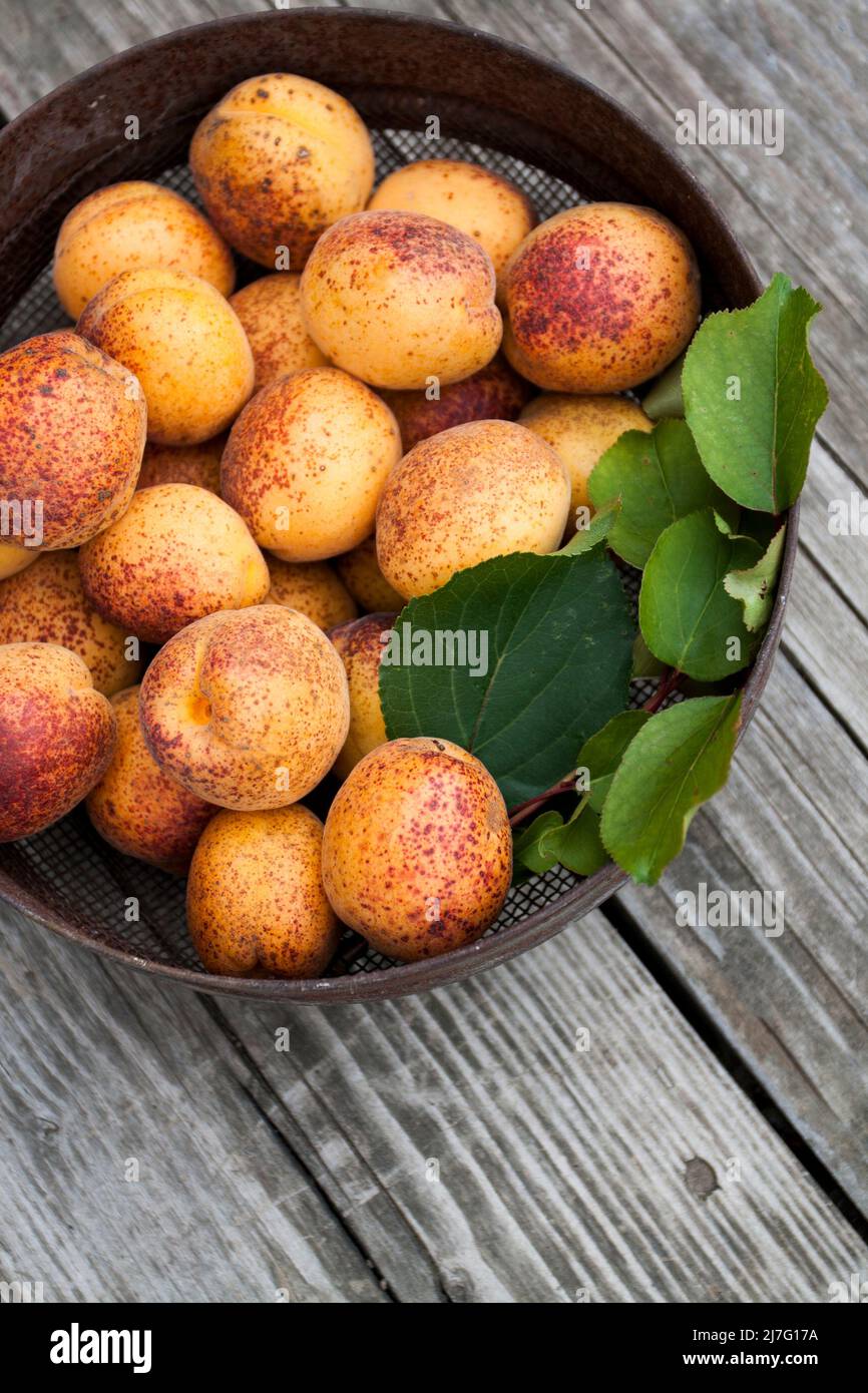 A plate of ripe apricots. Fresh apricots home in old iron bowl on the ...