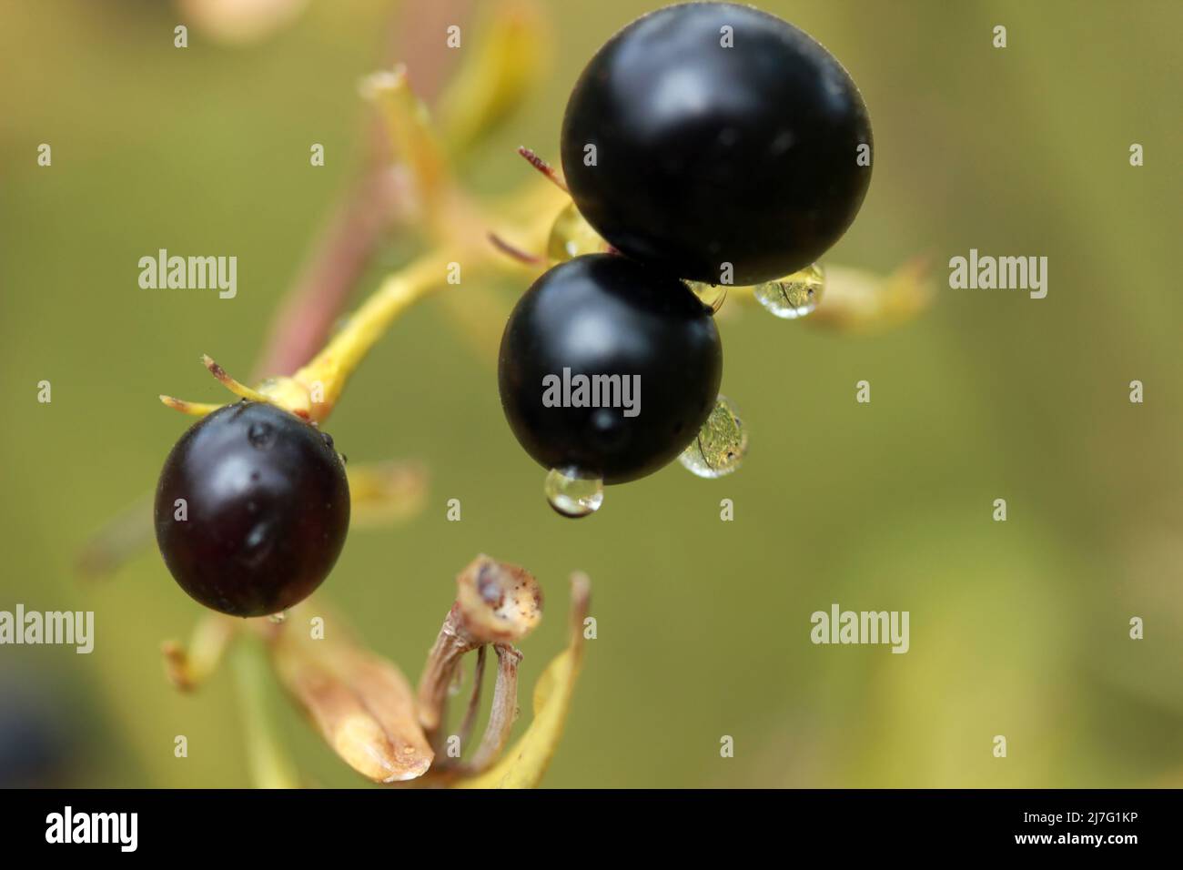 Inedible berries hi-res stock photography and images - Alamy