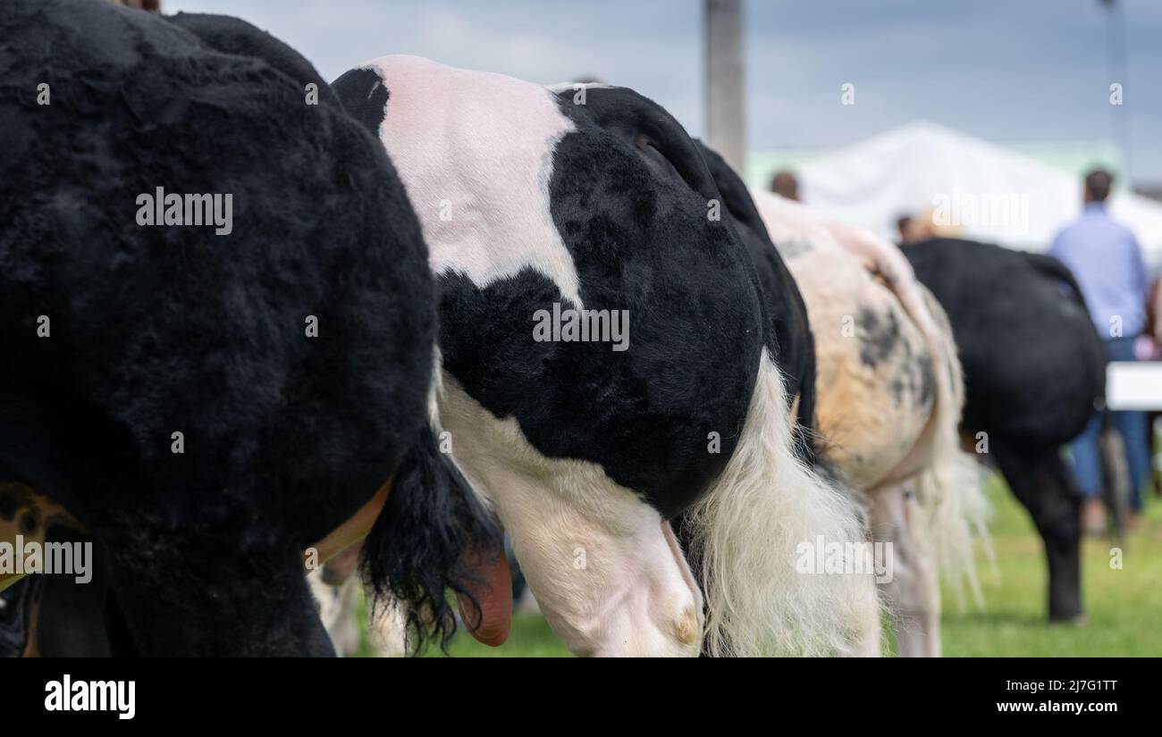 Rural cattle fair hi-res stock photography and images - Alamy