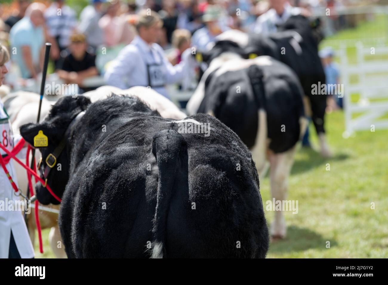 Exhibitors at the Great Yorkshire Show showing their British Blue beef ...