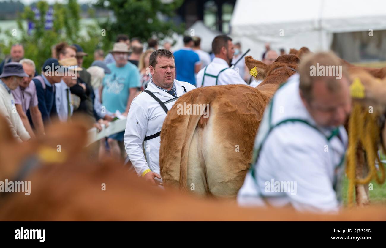 Exhibitors at the Great Yorkshire Show showing their Limousin cattle at ...