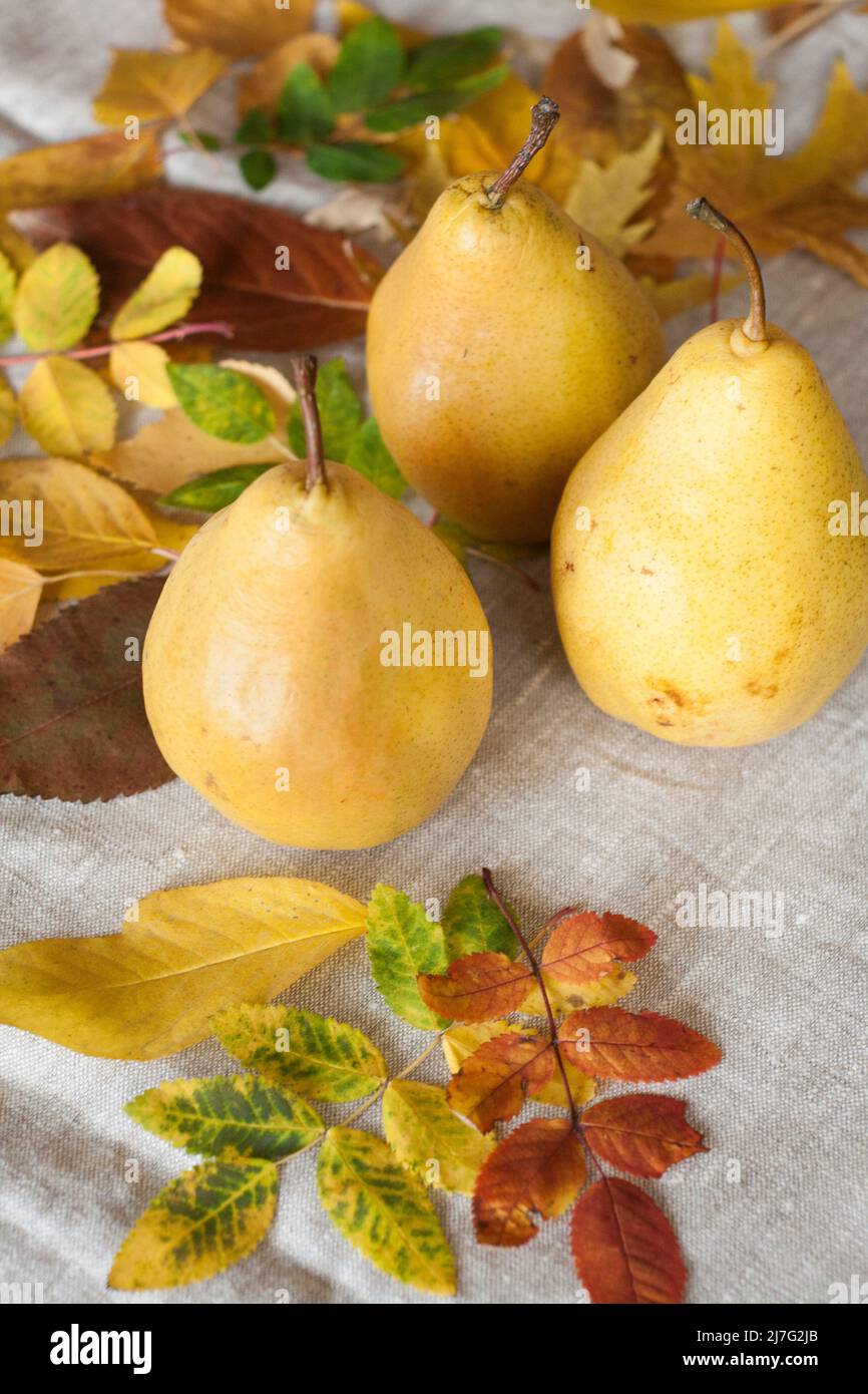 Juicy flavorful pears of nature background Stock Photo - Alamy