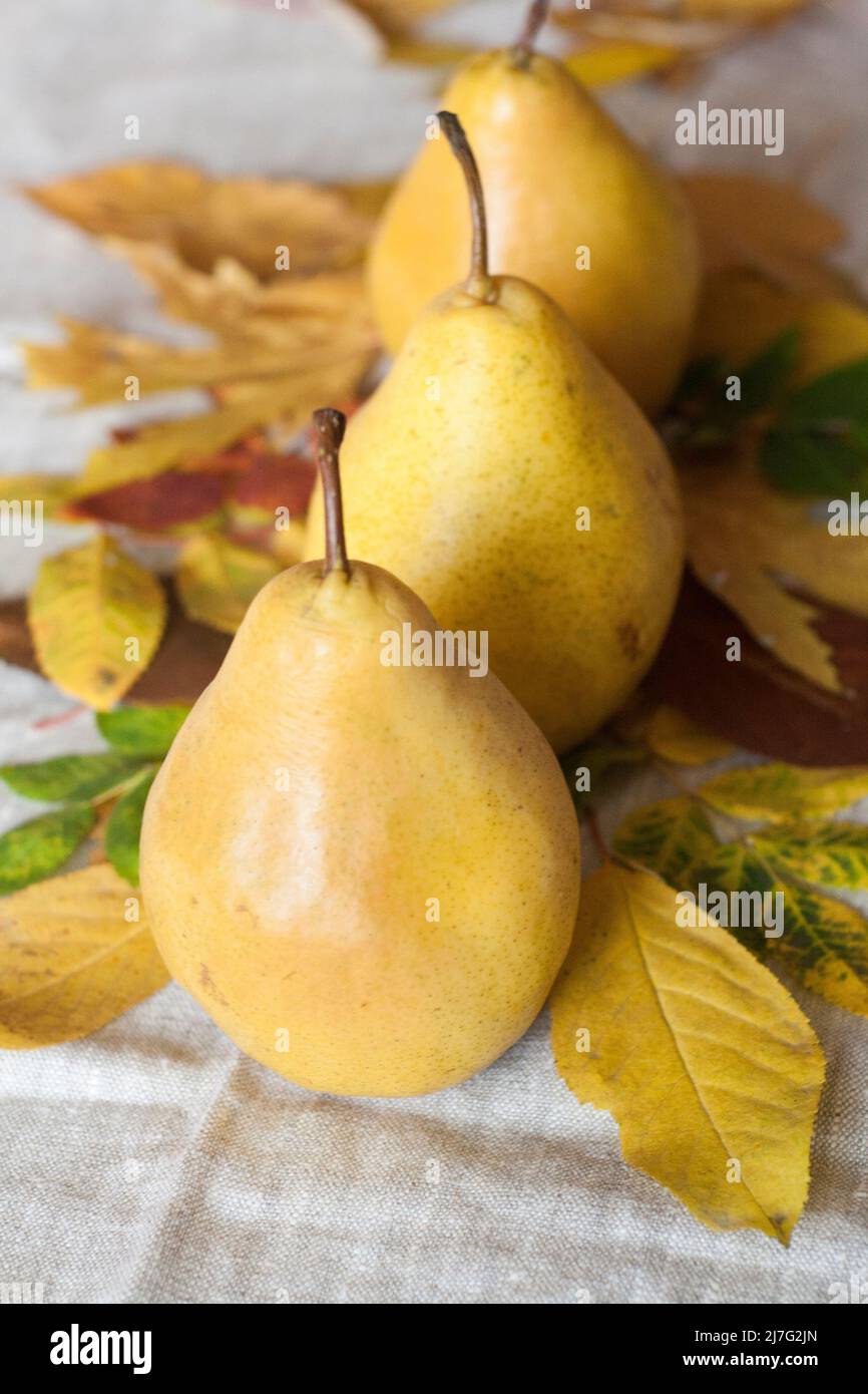 Juicy flavorful pears of nature background Stock Photo - Alamy