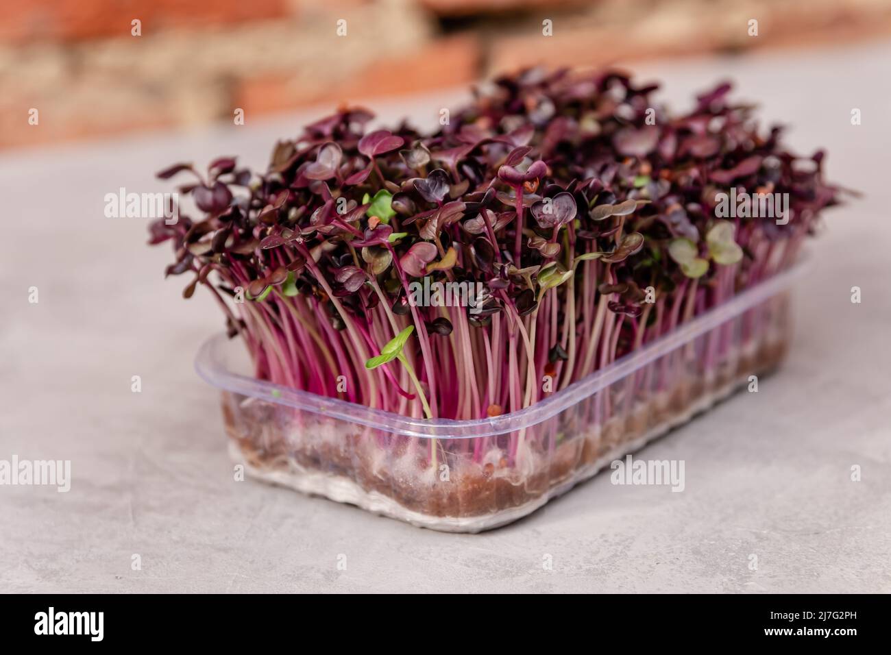 Sprouted radish seeds, herbs. Growing sprouts. Fresh radish sprouts ...