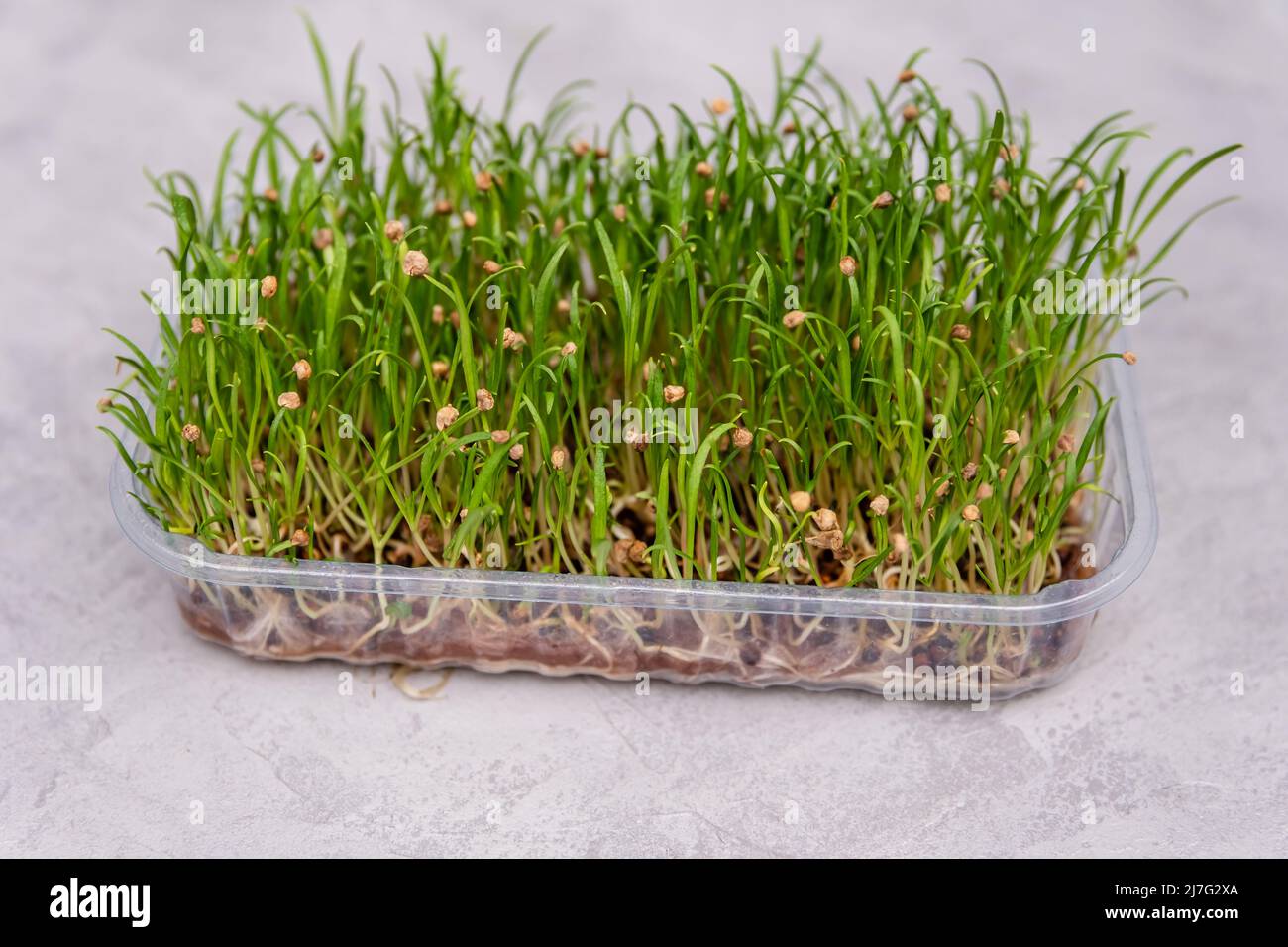 Vegan, healthy eating, food. Beautiful green microgreen leaves Stock ...