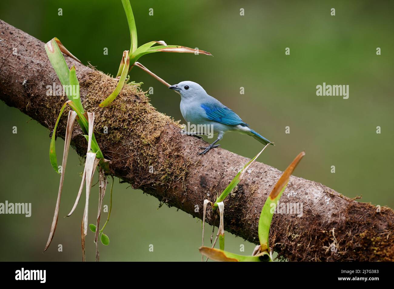 Blue-gray Tanager bird (Thraupis episcopus), Maquenque Eco Lodge, Costa ...