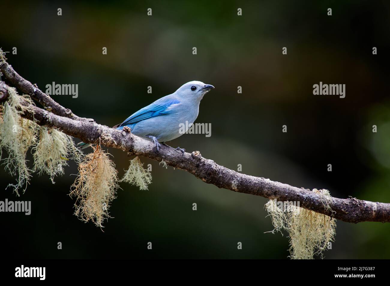 Blue-gray Tanager bird (Thraupis episcopus), San Gerardo de Dota, Costa ...