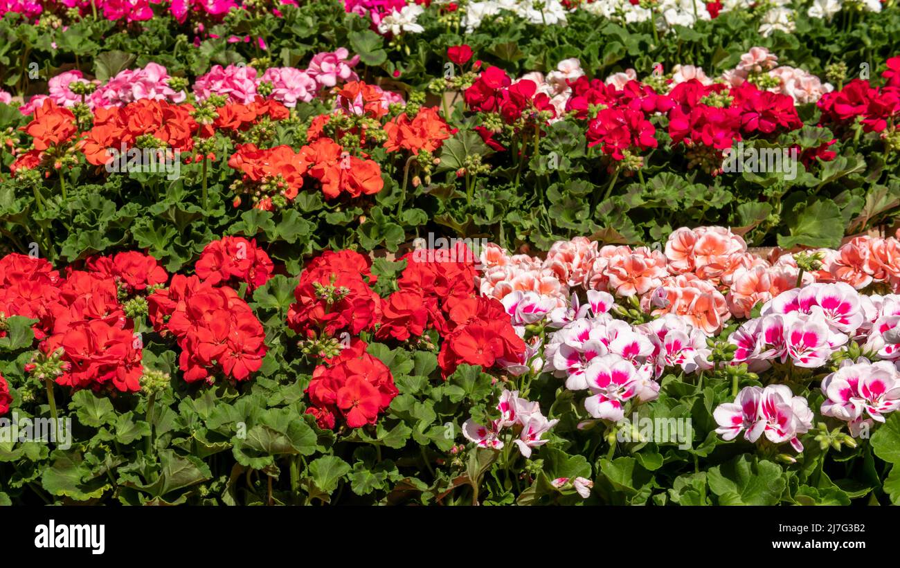 Garden centre display of various single and multicolored geranium ...