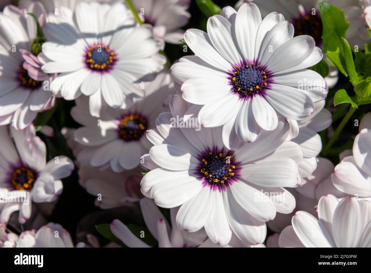 Osteospermum ecklonis. White and purple Osteospermum blooming annual ...