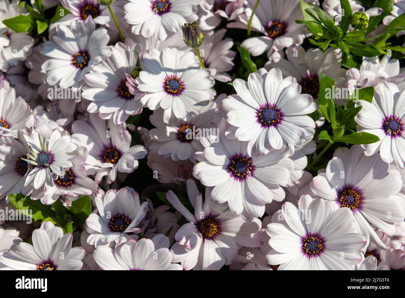 Osteospermum ecklonis. White and purple Osteospermum blooming annual ...