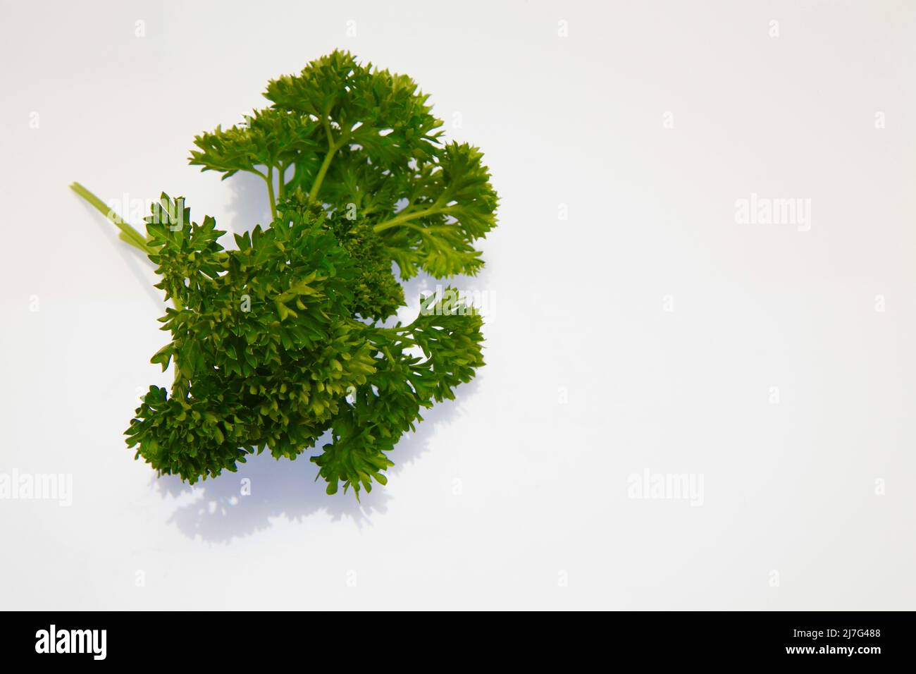 Fresh parsley stalks on white background May 2022 Stock Photo - Alamy
