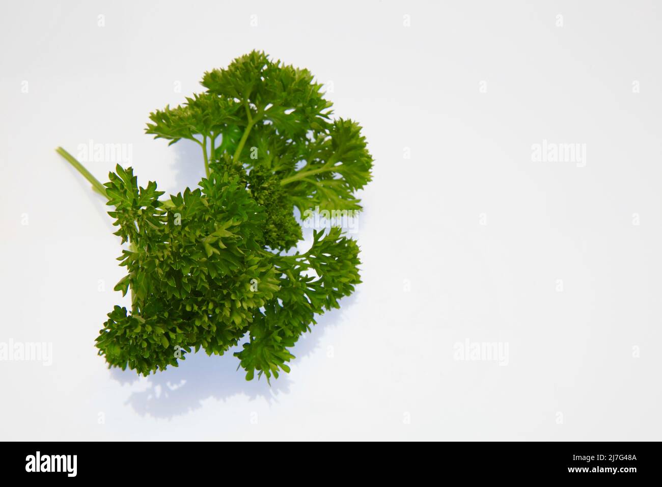 Fresh parsley stalks on white background May 2022 Stock Photo - Alamy