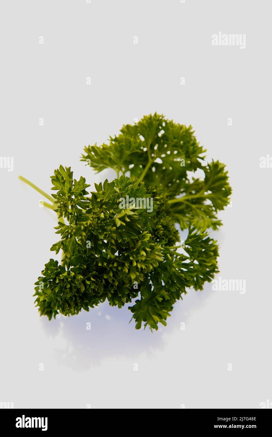 Fresh parsley stalks on white background May 2022 Stock Photo - Alamy