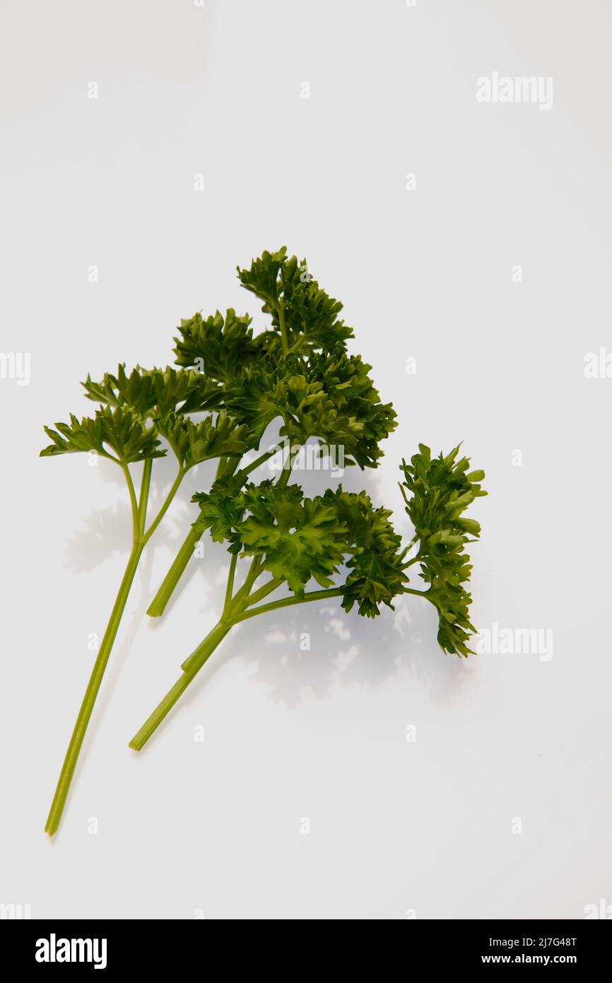 Fresh parsley stalks on white background May 2022 Stock Photo - Alamy