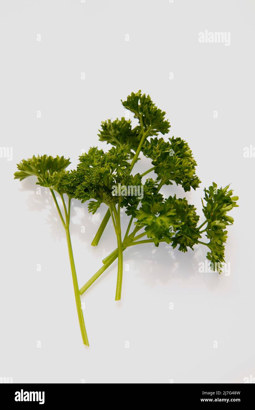 Fresh parsley stalks on white background May 2022 Stock Photo - Alamy