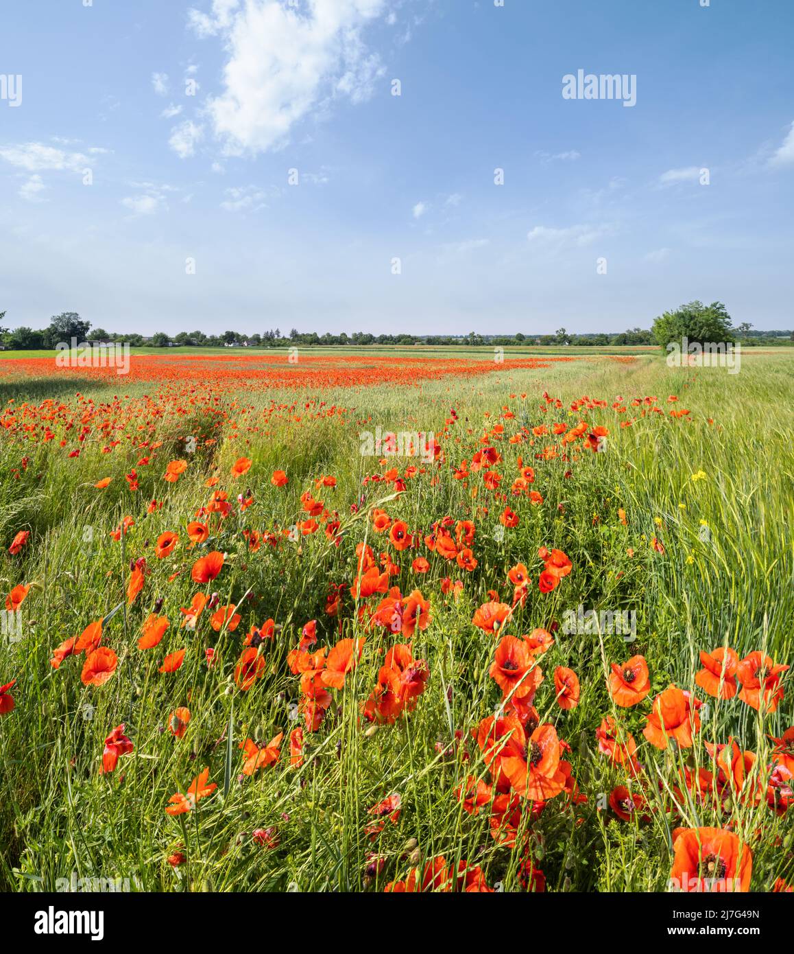 Beautiful ukrainian countryside spring landscape with wheat field and ...