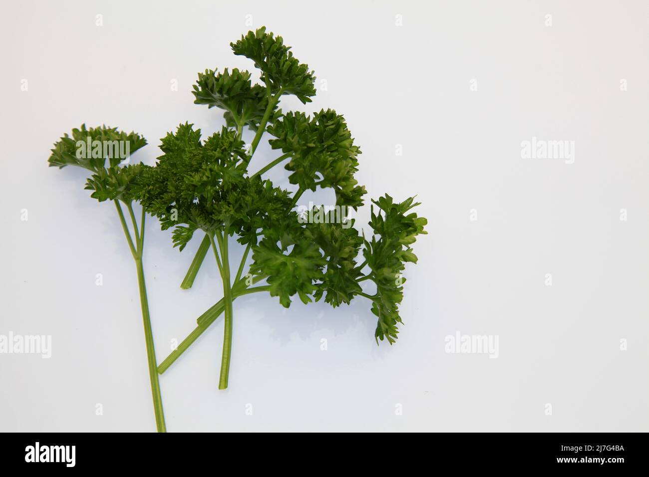 Fresh parsley stalks on white background May 2022 Stock Photo - Alamy