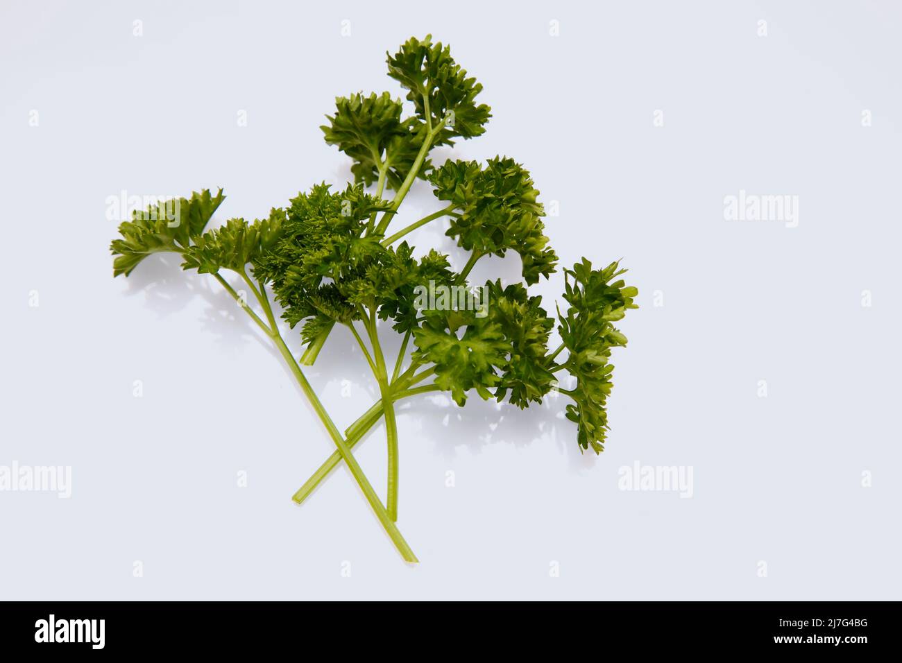 Fresh parsley stalks on white background May 2022 Stock Photo - Alamy