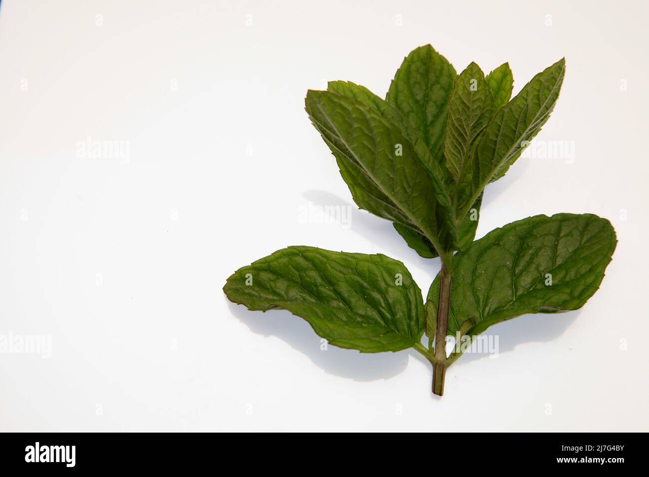 Sprigs of mint hi-res stock photography and images - Alamy