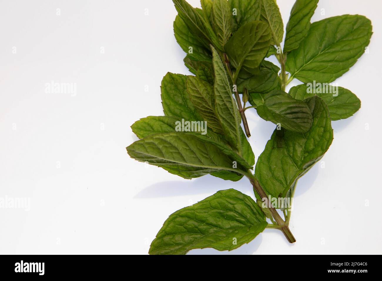 Mint sprigs May 2022 Stock Photo - Alamy