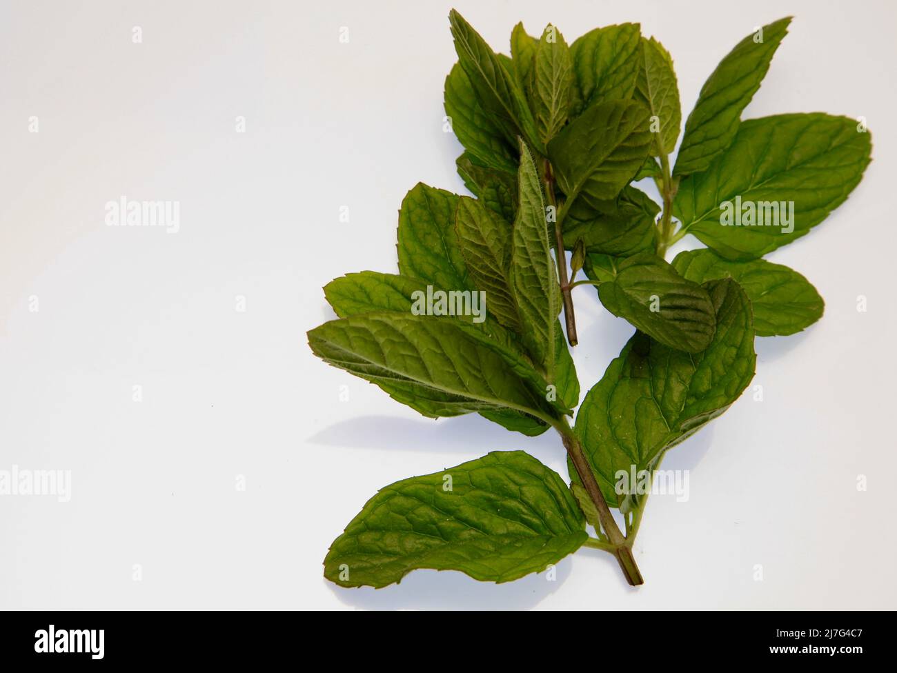 Mint flavour herb hi-res stock photography and images - Alamy