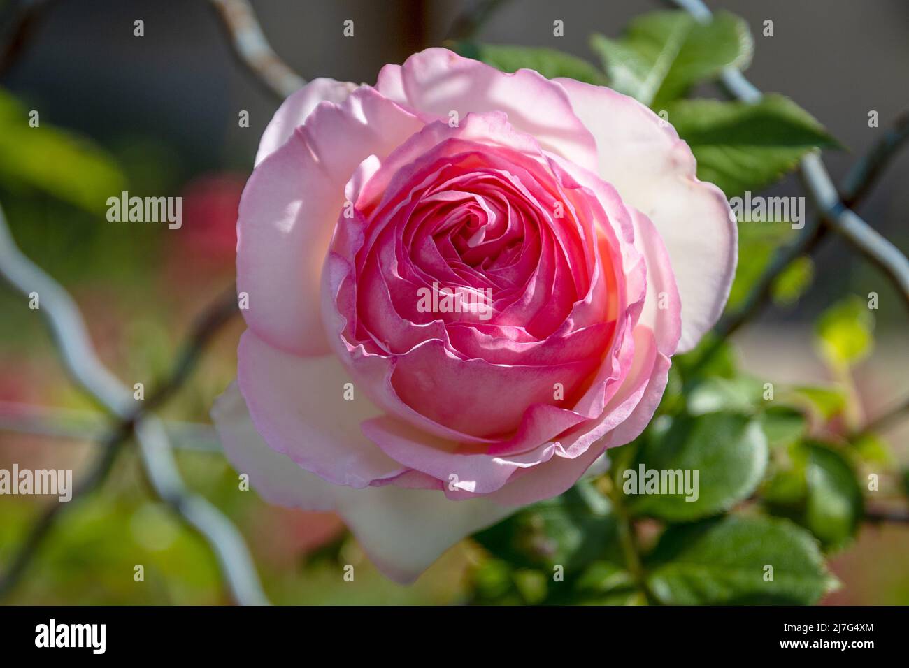beautiful open rose on a tree Stock Photo - Alamy
