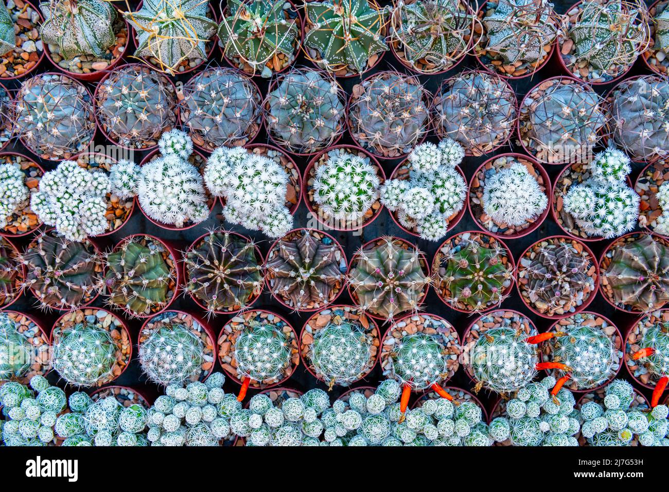 Top view of various cactus house plants selection. Cactus plants ...