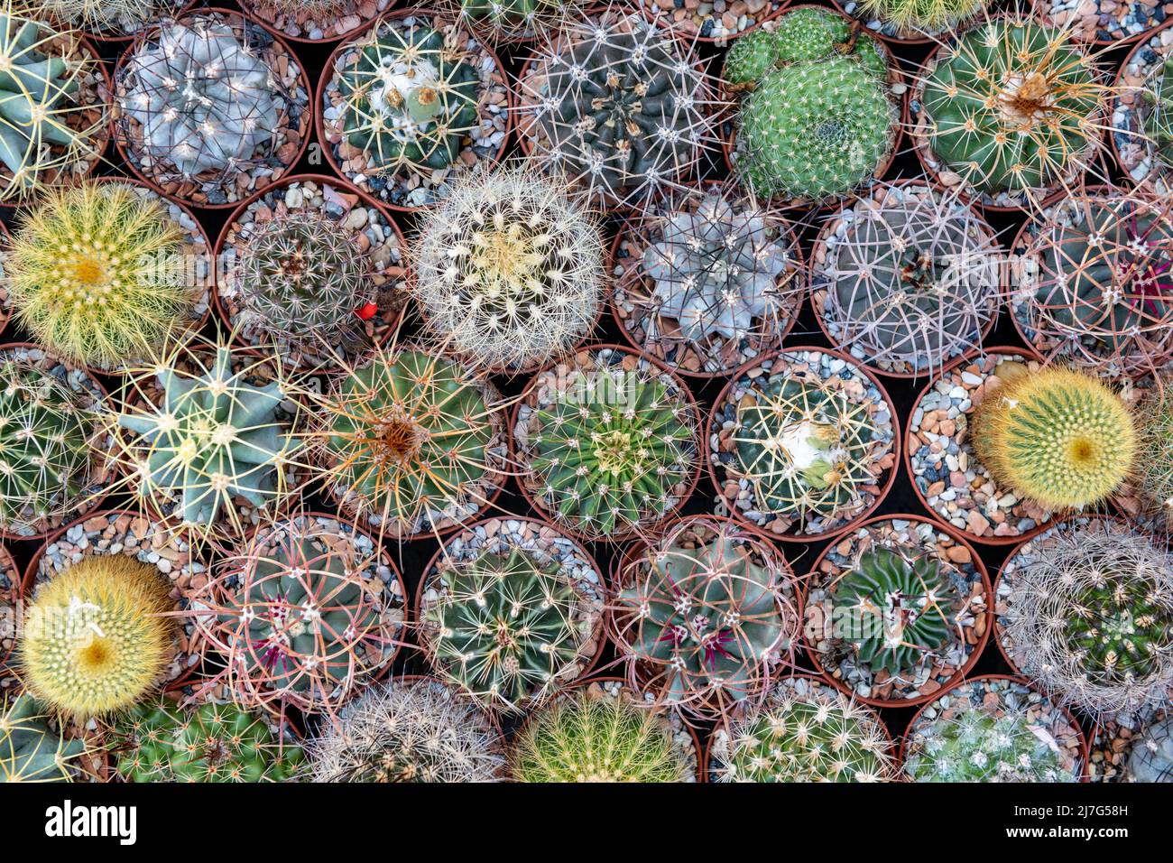 Top view of various cactus house plants selection. Cactus plants ...