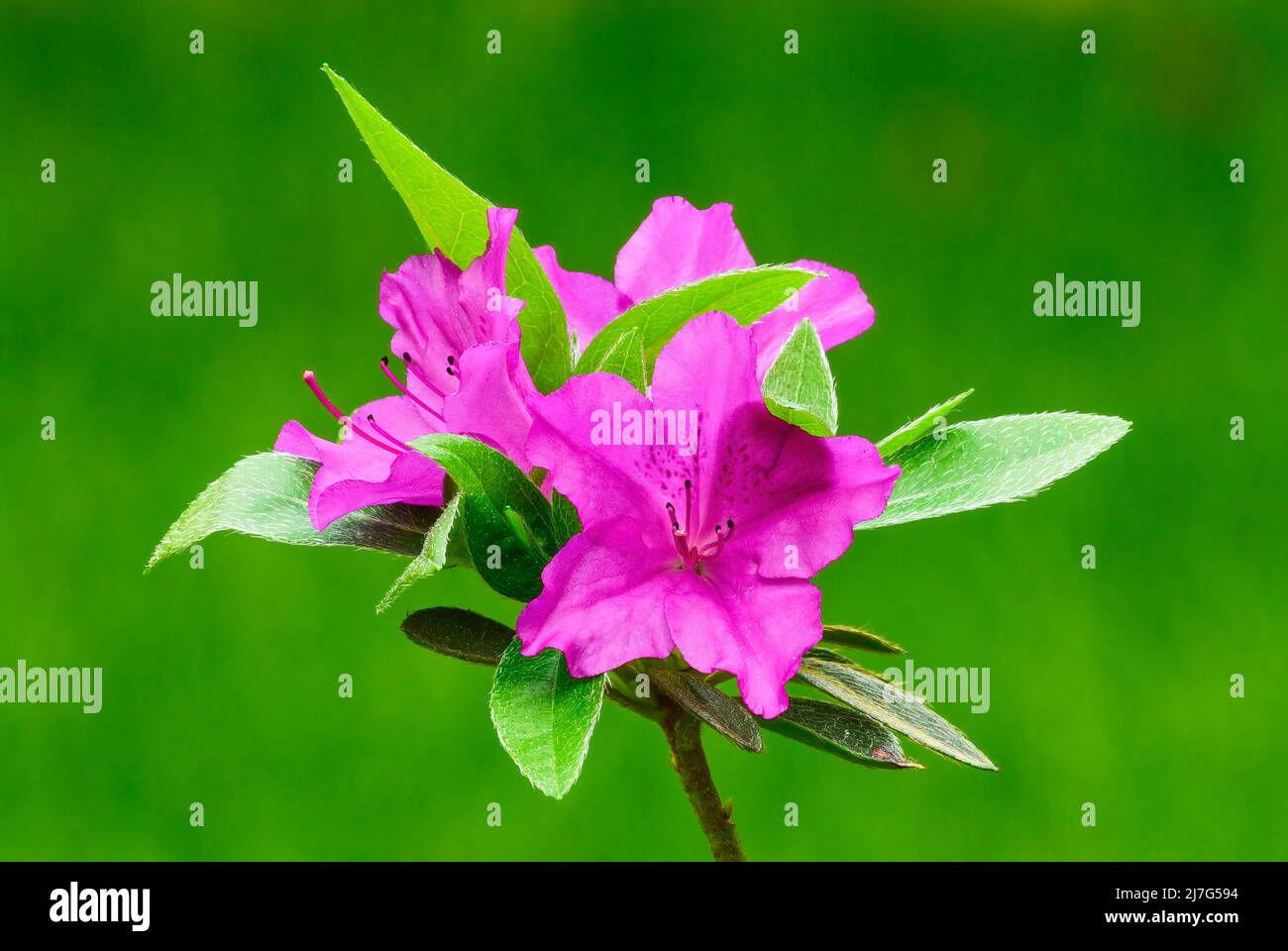 Azalea obtusum amoena, beautiful purple flowers with buds and leaves ...