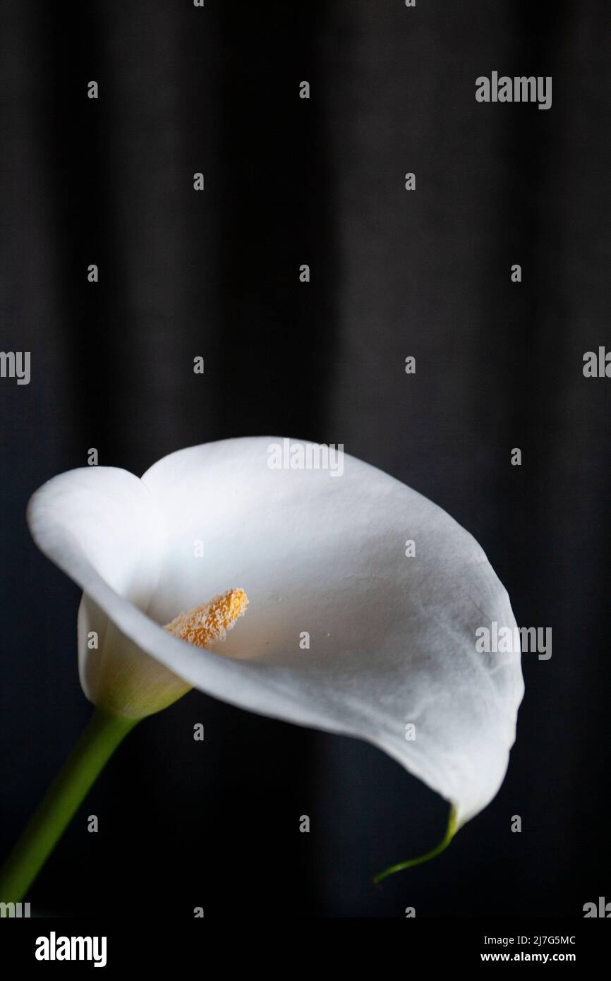 Bouquet of delicate white feces on a dark gray background Stock Photo ...